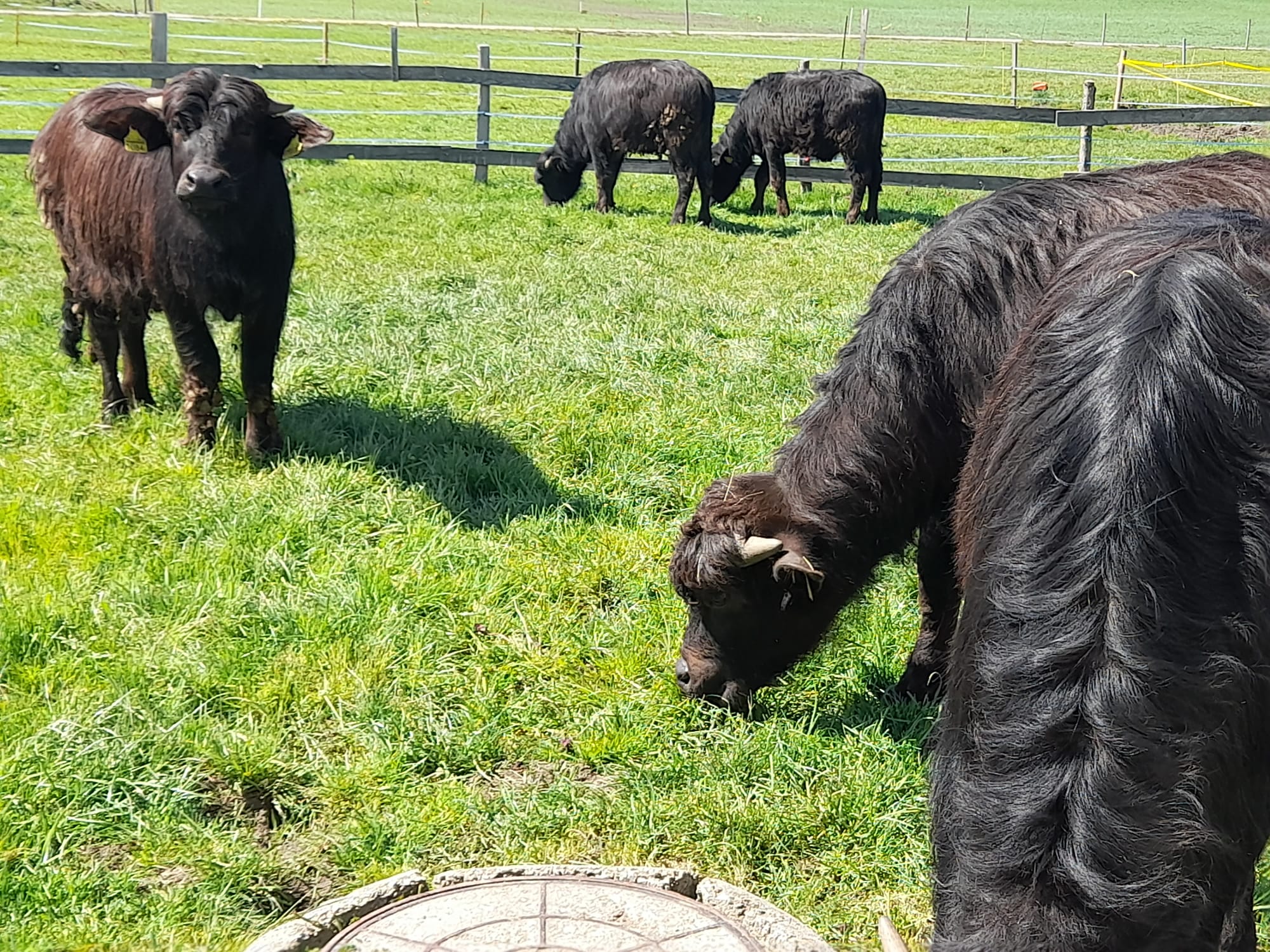 kaelber_bueffel_büffel – Hof Langwies